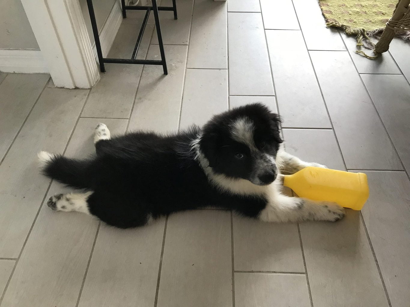 What is a Sploot? Why do dogs sploot? - BarkStory