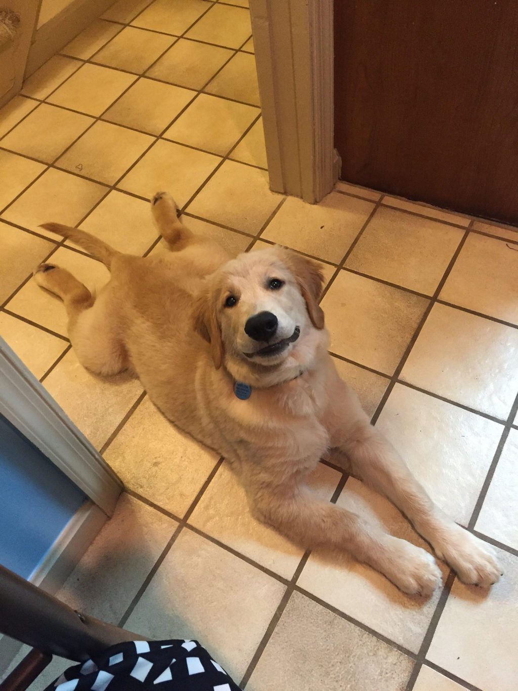 What is a Sploot? Why do dogs sploot? - BarkStory