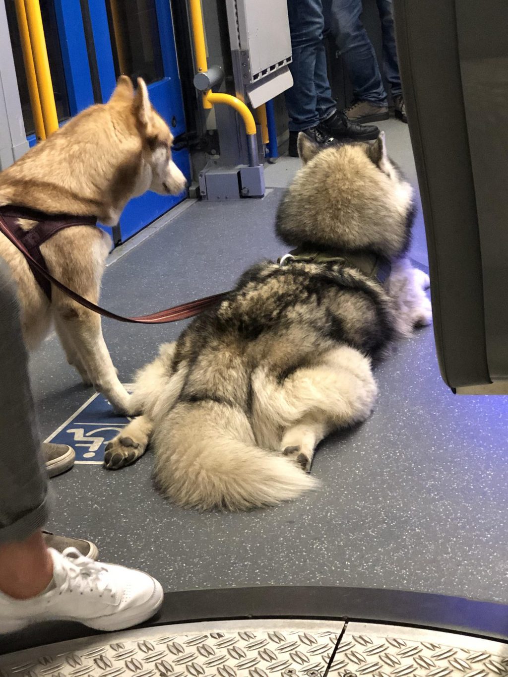 What is a Sploot? Why do dogs sploot? - BarkStory