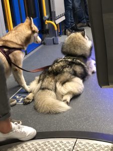 What is a Sploot? Why do dogs sploot? - BarkStory