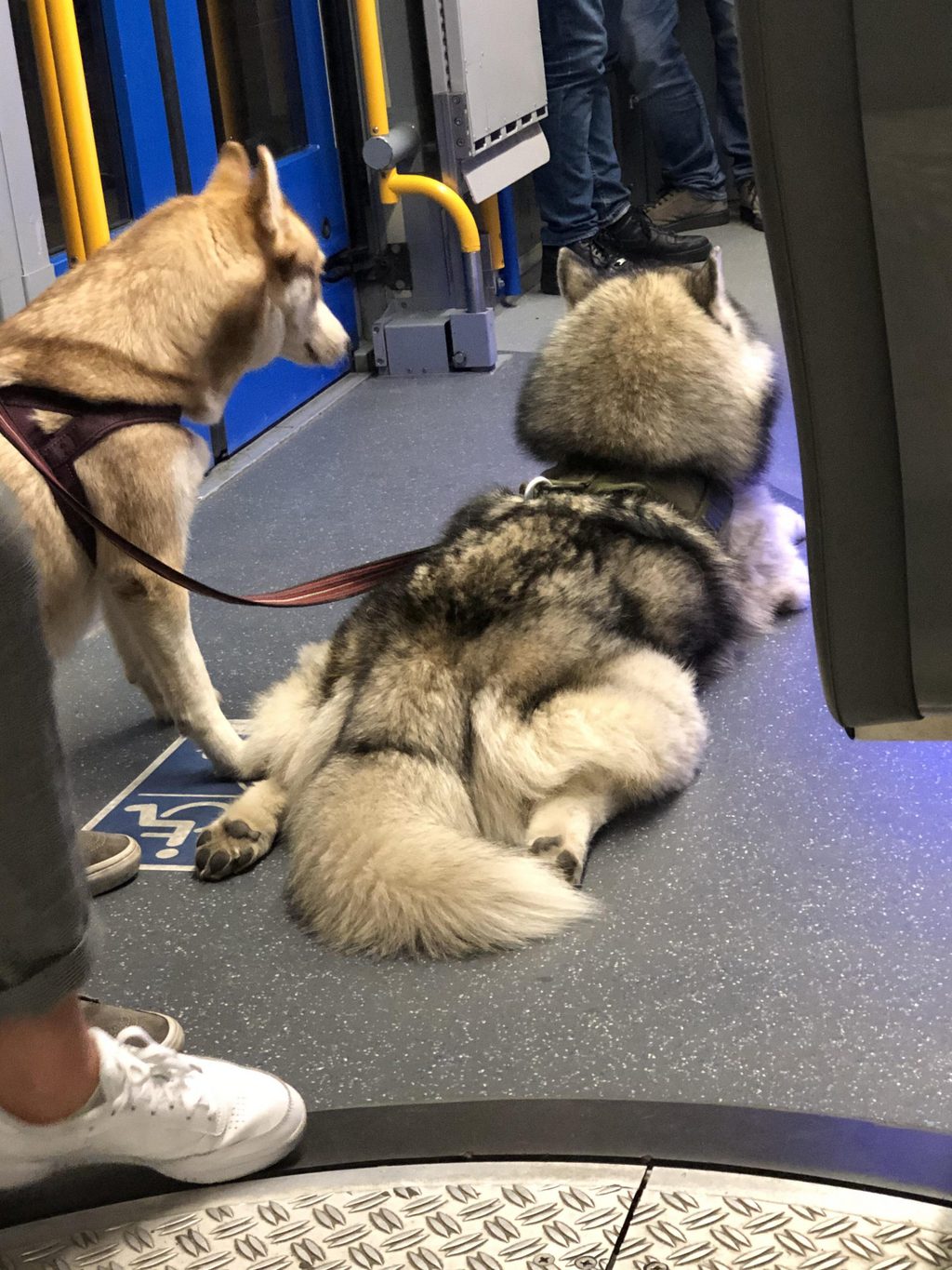 What is a Sploot? Why do dogs sploot? - BarkStory