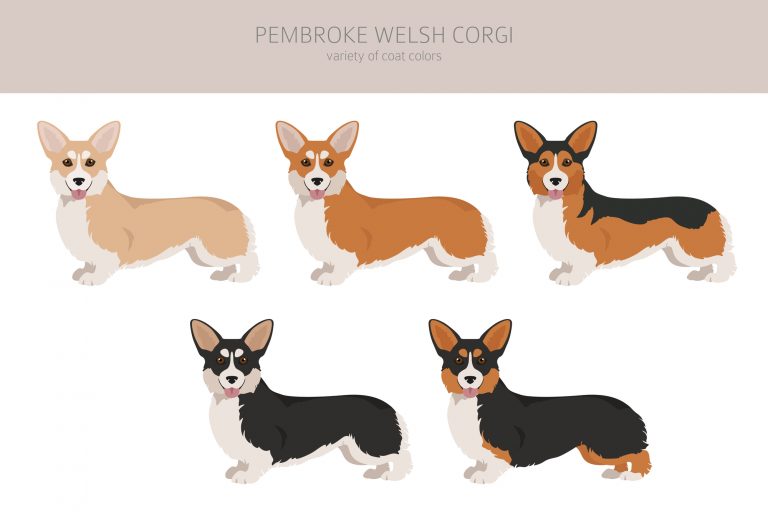 The Black Corgi: Everything You Need to Know
