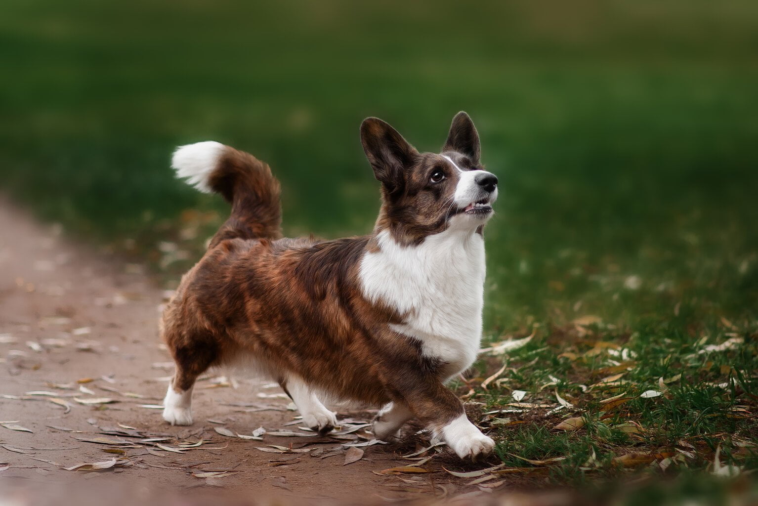 The Black Corgi: Everything You Need to Know