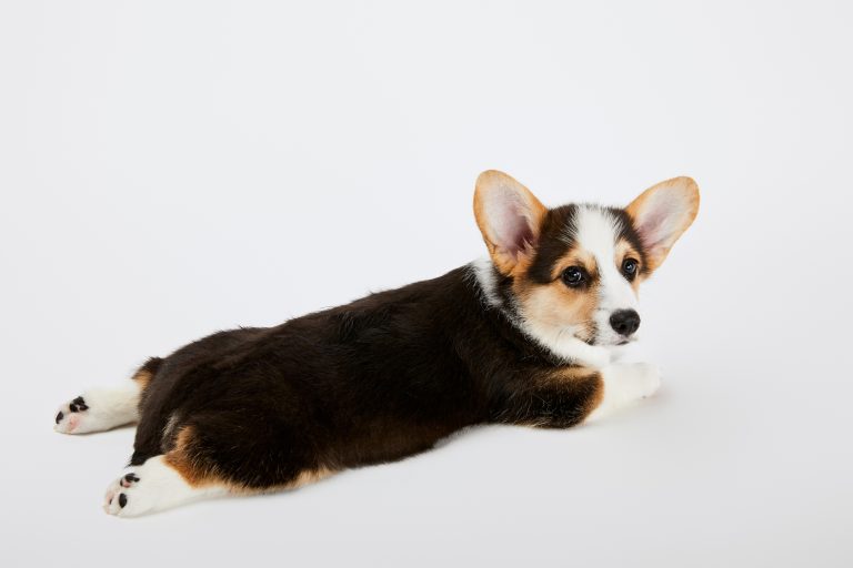 The Black Corgi: Everything You Need to Know