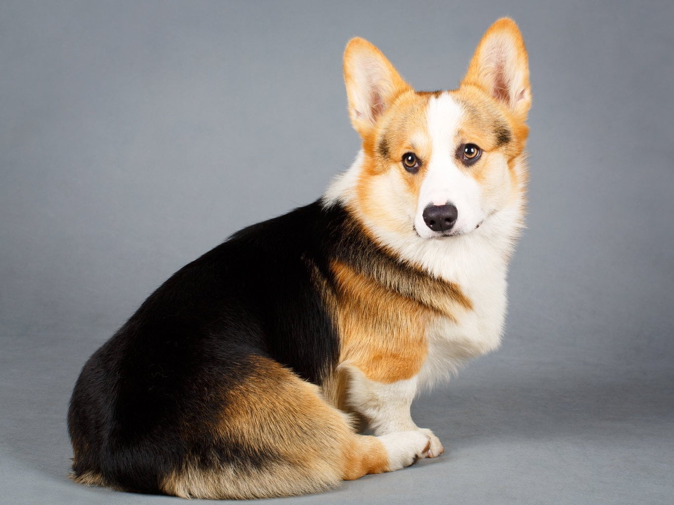 The Black Corgi: Everything You Need to Know