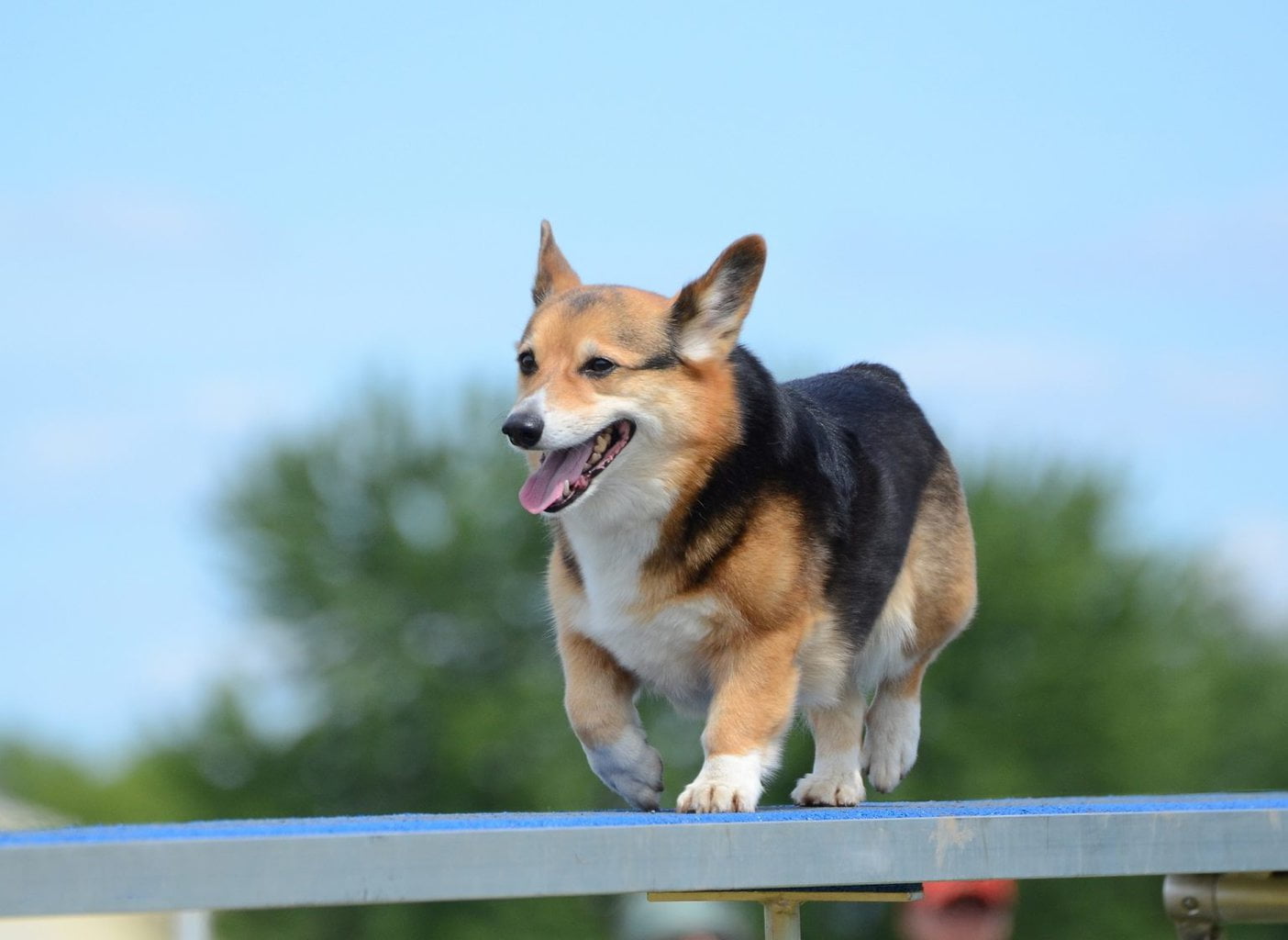 The Black Corgi: Everything You Need to Know