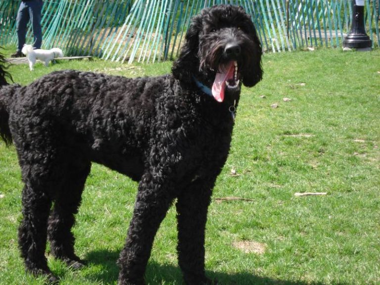 The Black Goldendoodle: Everything You Need to Know