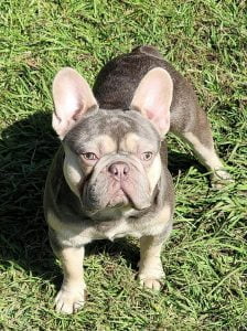 Rare, Mysterious, and Simply Adorable: The Lilac French Bulldog You ...