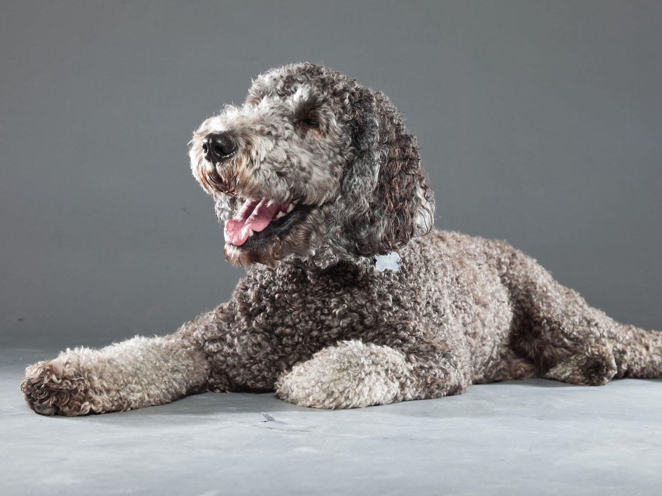 Decoding the Labradoodle Coat: How to Tell What Coat a Labradoodle ...