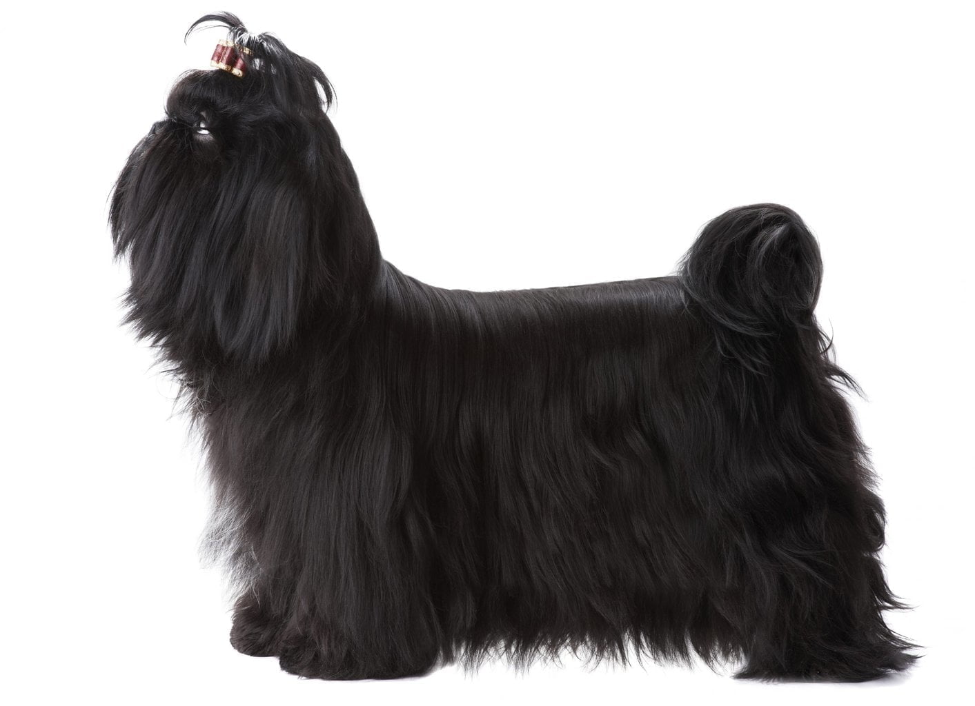 The Black Shih Tzu: Everything You Need to Know