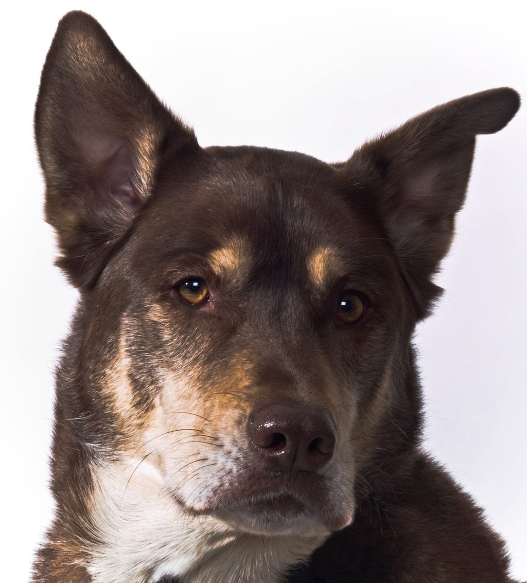 Chocolate Husky: You'd Fall in Love with This Sweet Stunner!