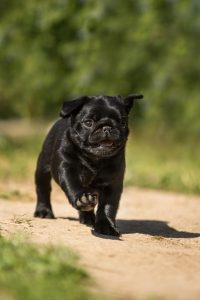 The Black Pug: Everything you Need to Know