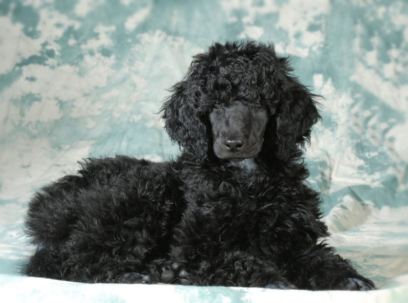 Fascinating Genetics: What Color Will My Poodle Puppies Be?
