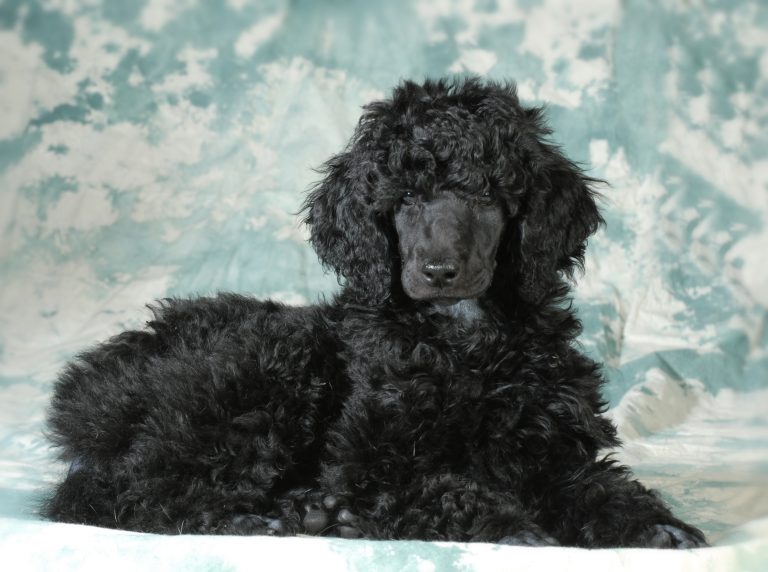 Fascinating Genetics: What Color Will My Poodle Puppies Be?