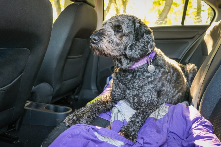 Best Dog Car Seats 2026: 7 Top Picks for Safe Travel - BarkStory