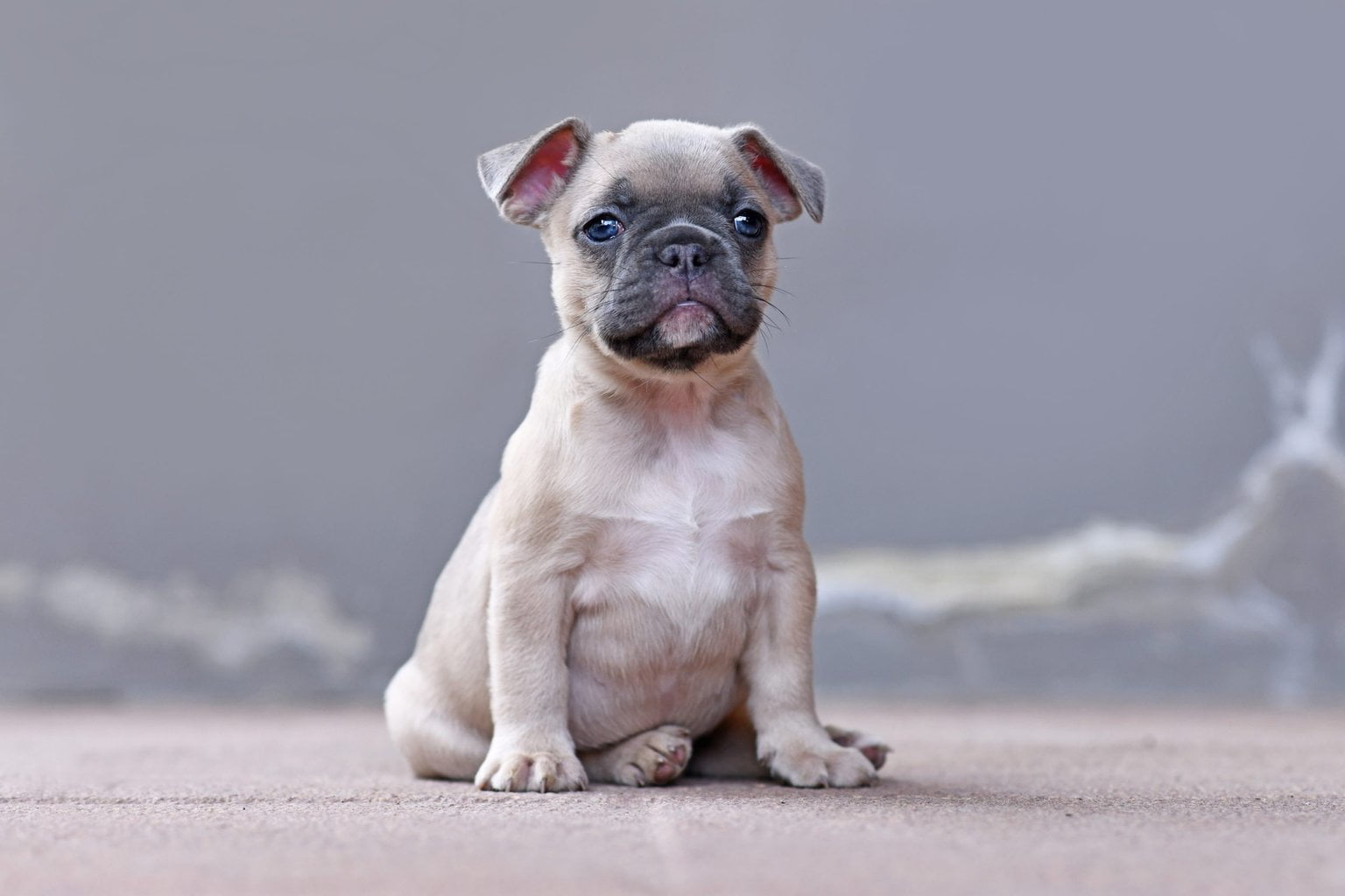 Rare, Mysterious, and Simply Adorable: The Lilac French Bulldog You ...
