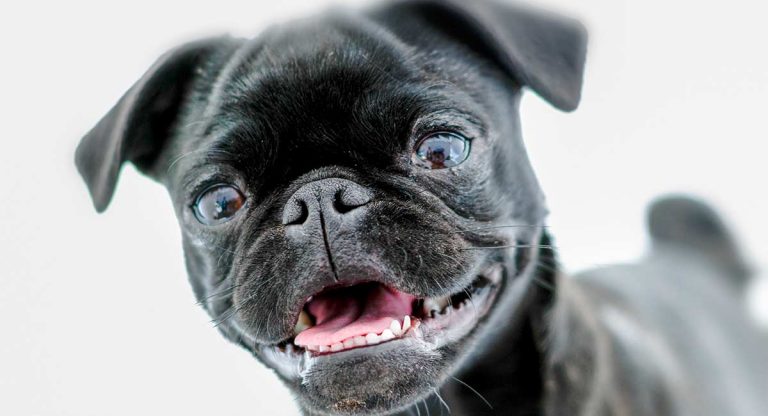 The Black Pug: Everything you Need to Know