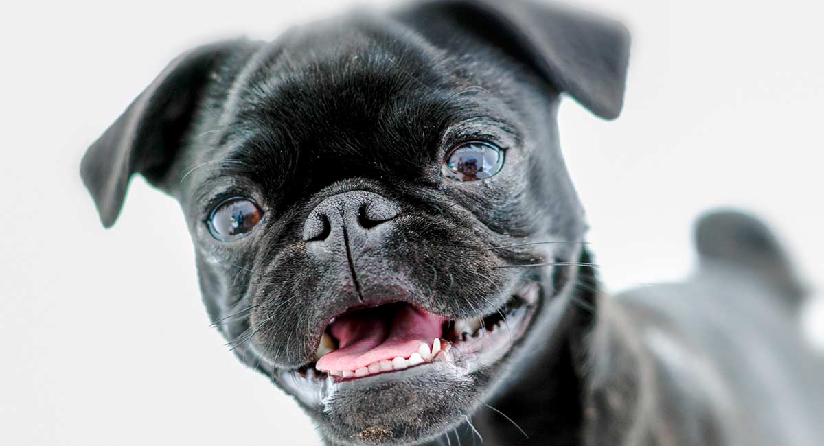 The Black Pug: Everything you Need to Know