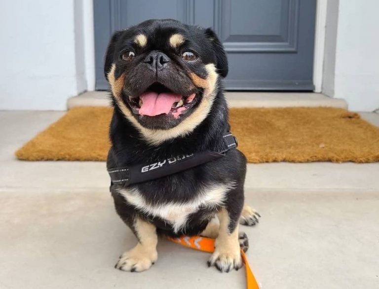 The Black Pug: Everything you Need to Know