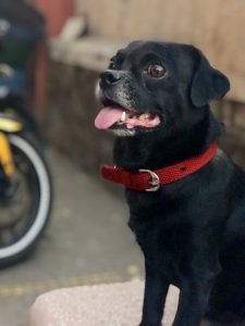 The Black Pug: Everything you Need to Know