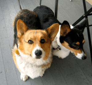 Tri Color Corgi: Everything You Must Know About the Adorable 3-Colored ...