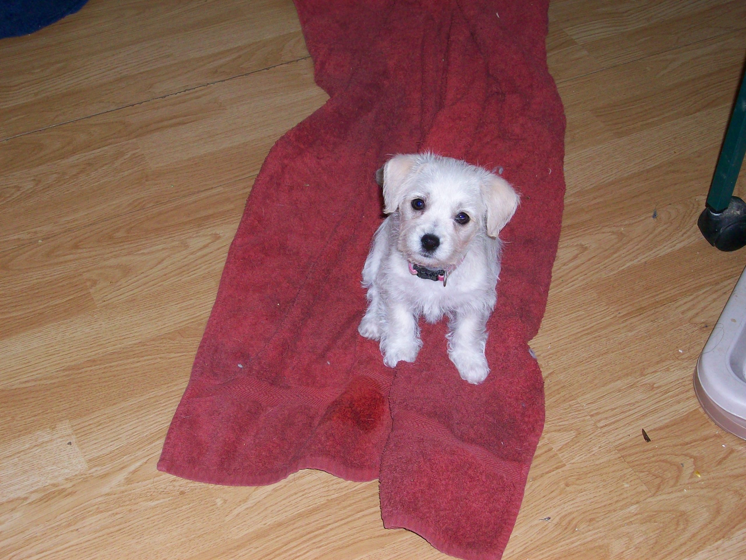 Is This the World's Most Beautiful Dog? Meet the White Poodle and ...