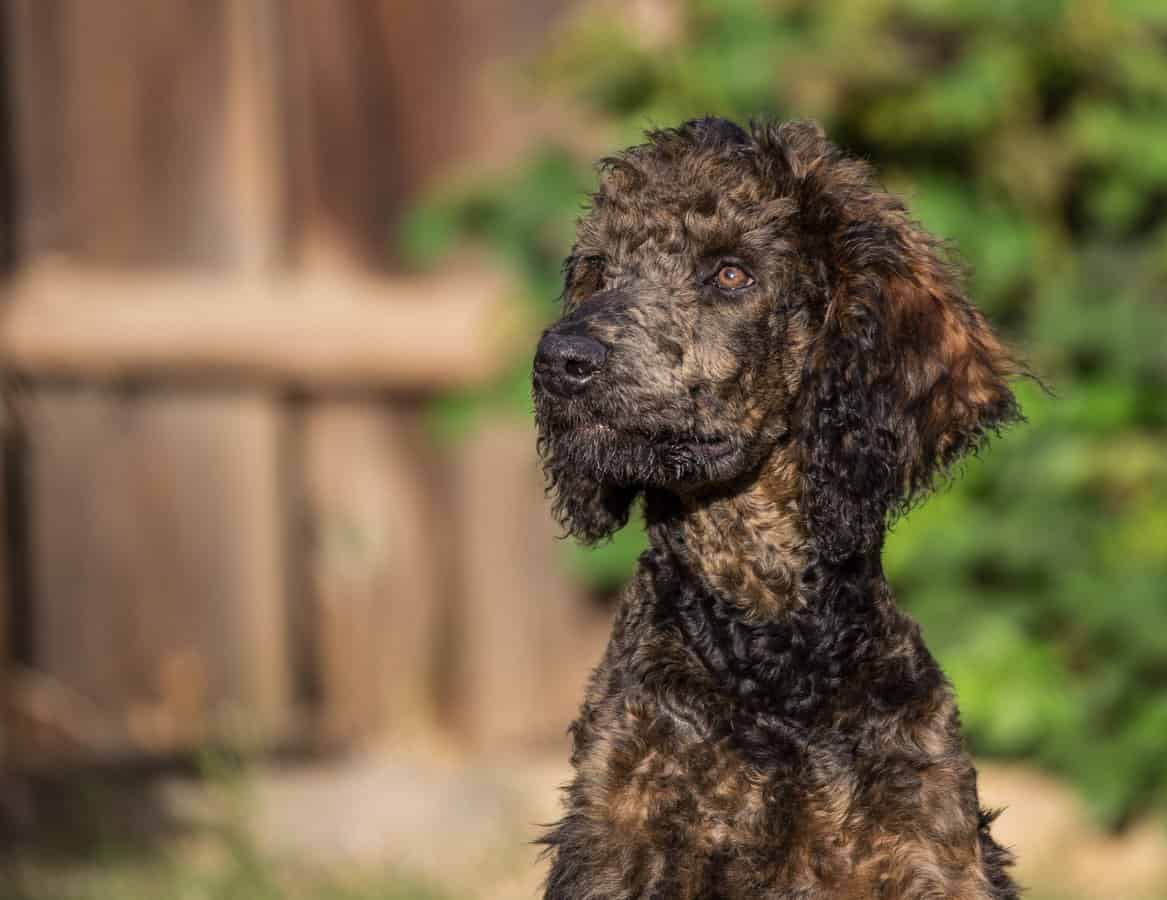 Meet the Brown Poodle: The Perfect Blend of Intelligence, Elegance, and ...