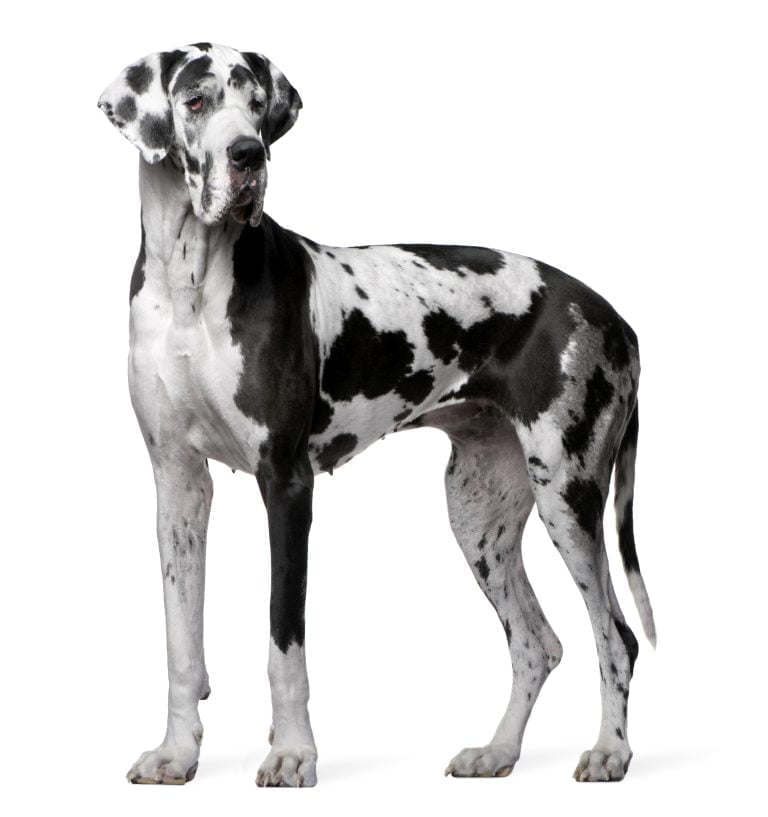 Black and White Great Dane: Everything You Should Know About the World ...