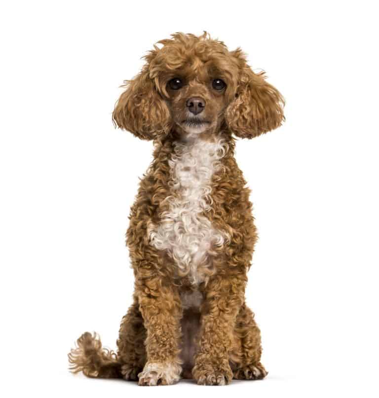 Meet the Brown Poodle: The Perfect Blend of Intelligence, Elegance, and ...