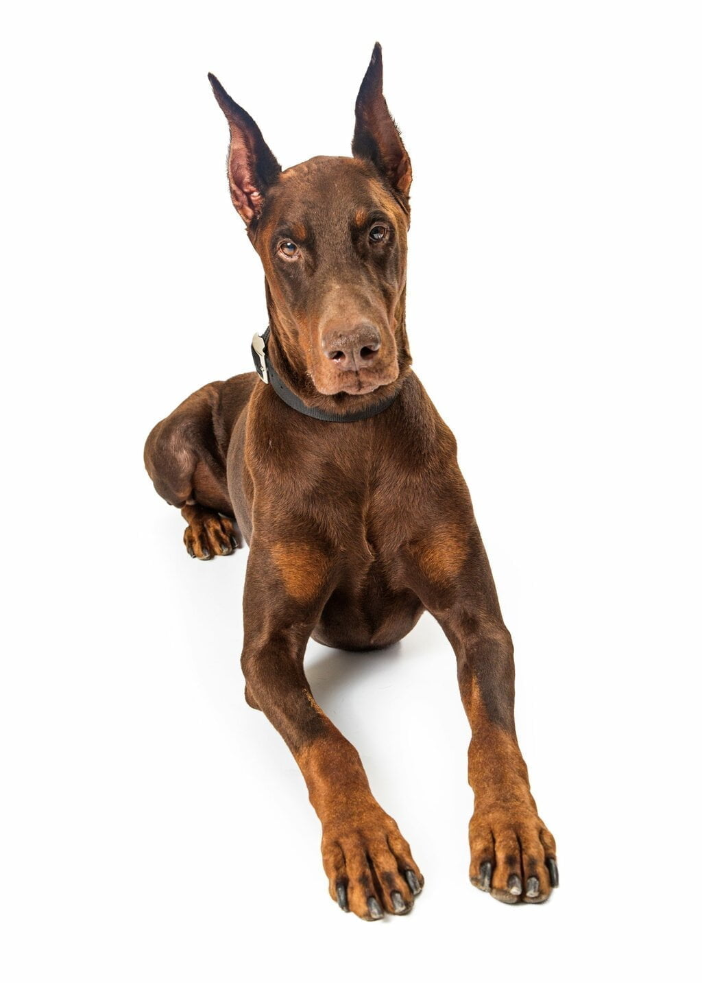 Red Doberman: Everything to Love About the Tough and Loyal Dog