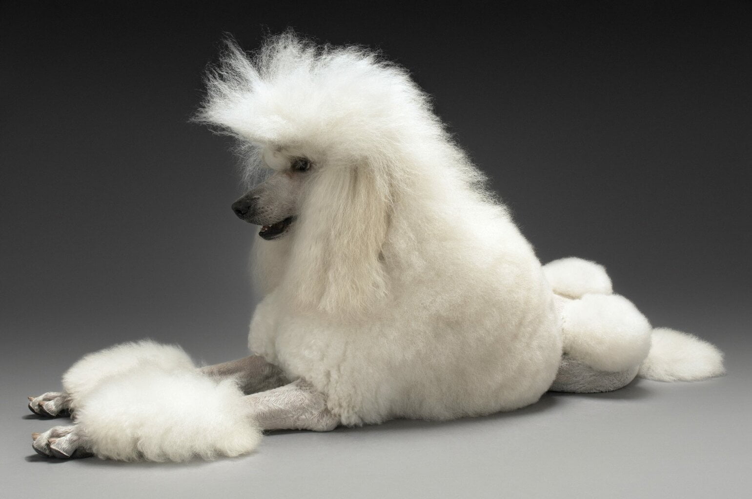 Is This the World's Most Beautiful Dog? Meet the White Poodle and ...