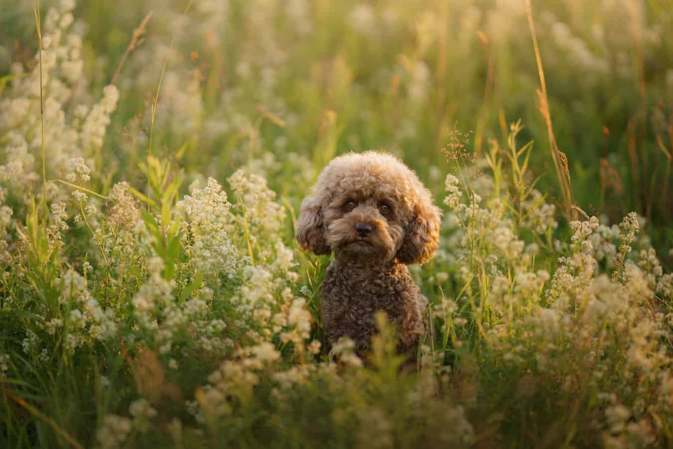 Meet the Brown Poodle: The Perfect Blend of Intelligence, Elegance, and ...