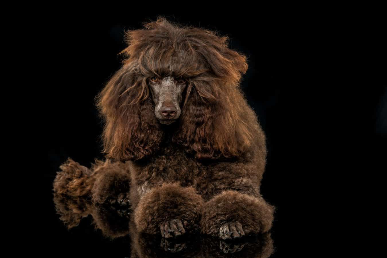 Meet the Brown Poodle: The Perfect Blend of Intelligence, Elegance, and ...