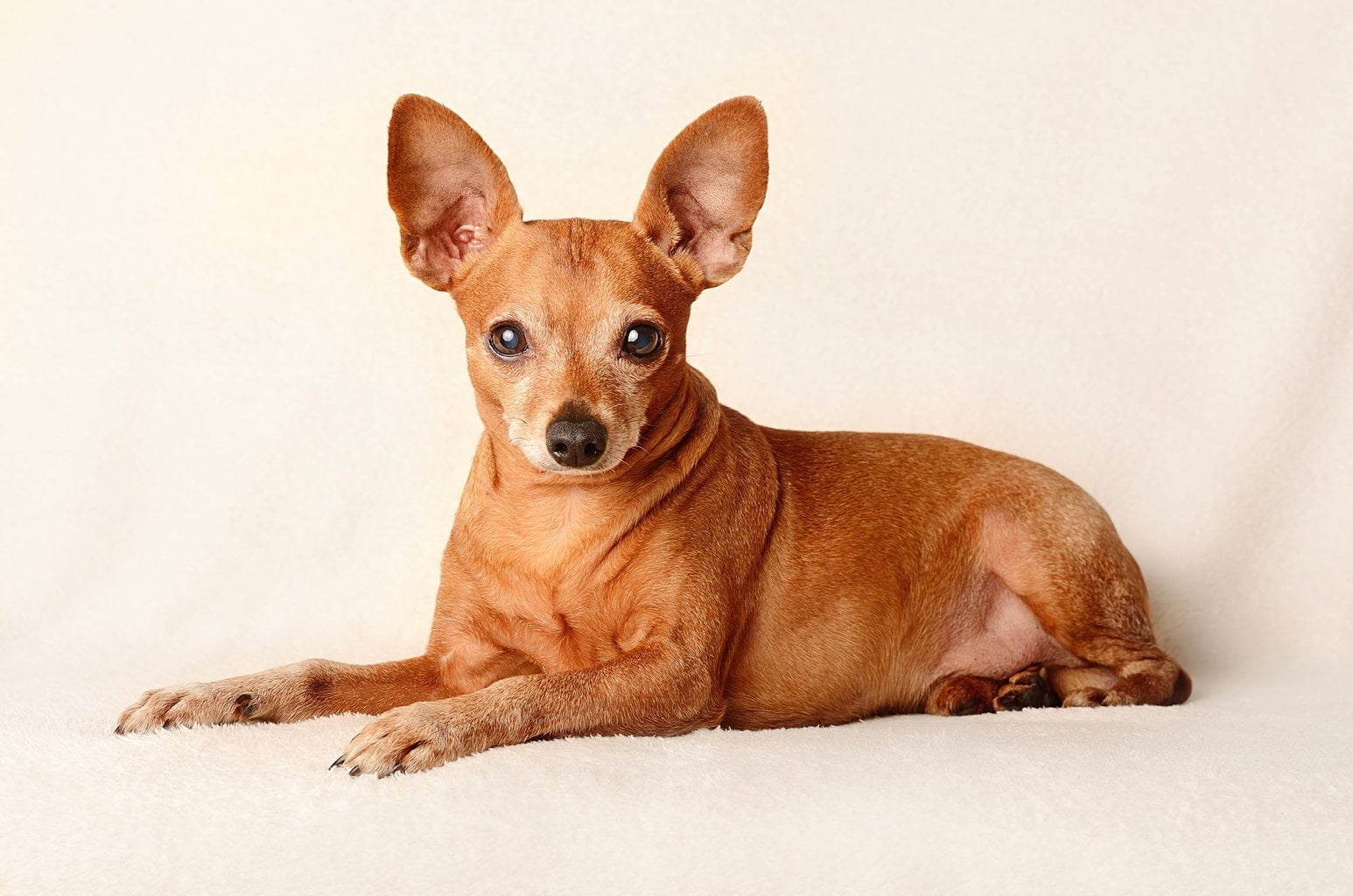 Red Doberman: Everything to Love About the Tough and Loyal Dog