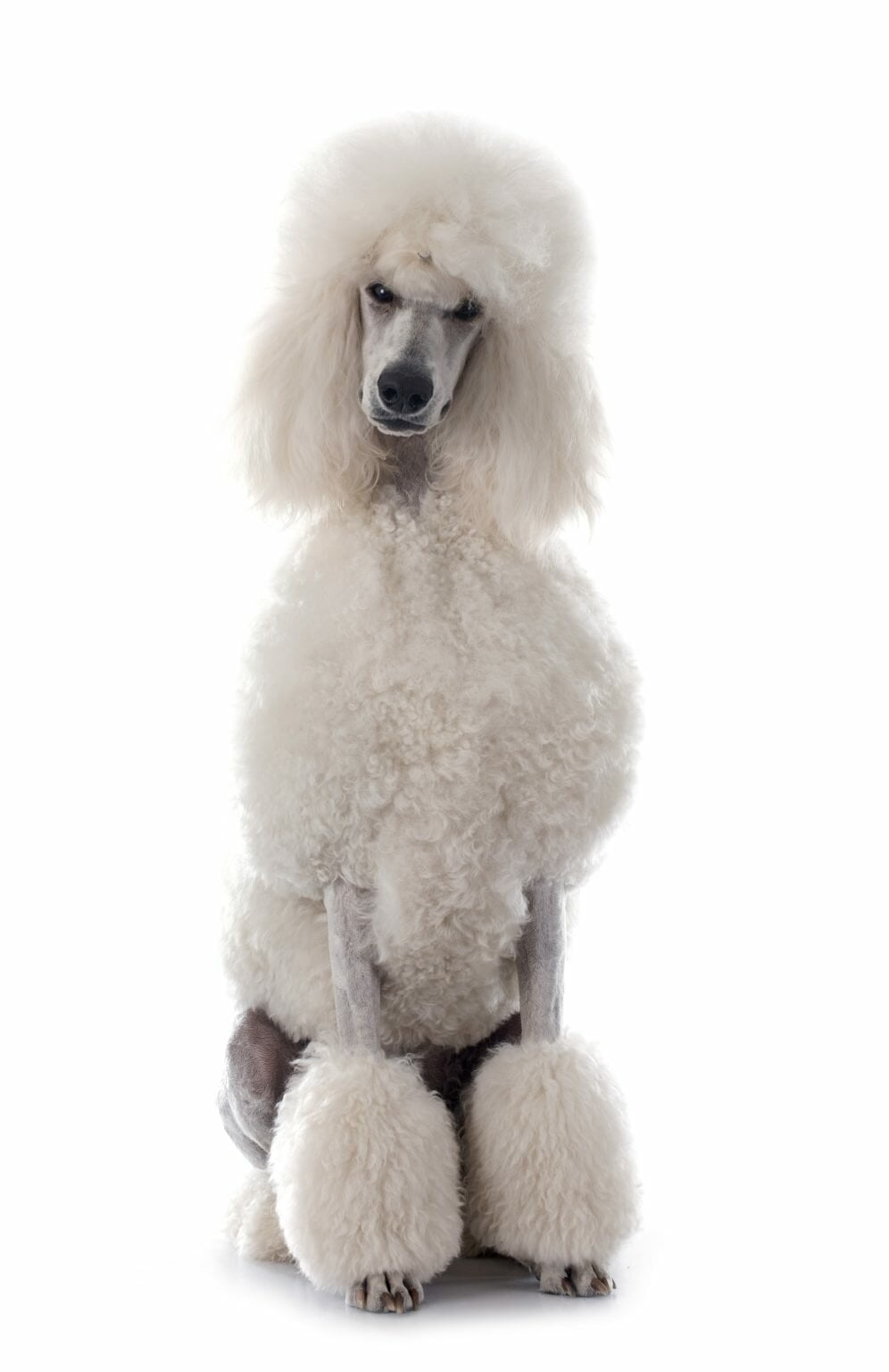 Is This the World's Most Beautiful Dog? Meet the White Poodle and ...