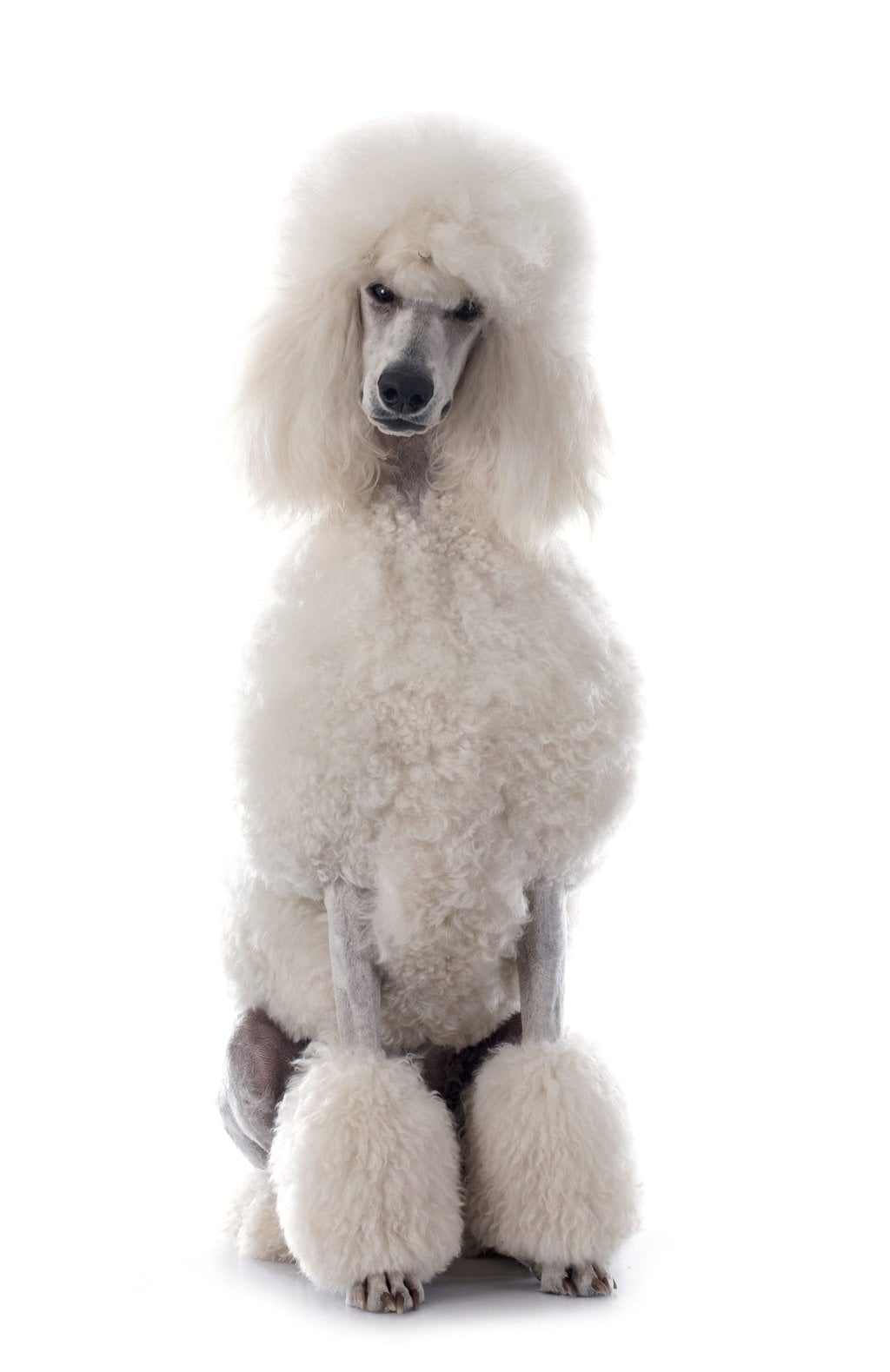Is This the World's Most Beautiful Dog? Meet the White Poodle and ...