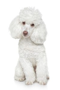 Is This the World's Most Beautiful Dog? Meet the White Poodle and ...