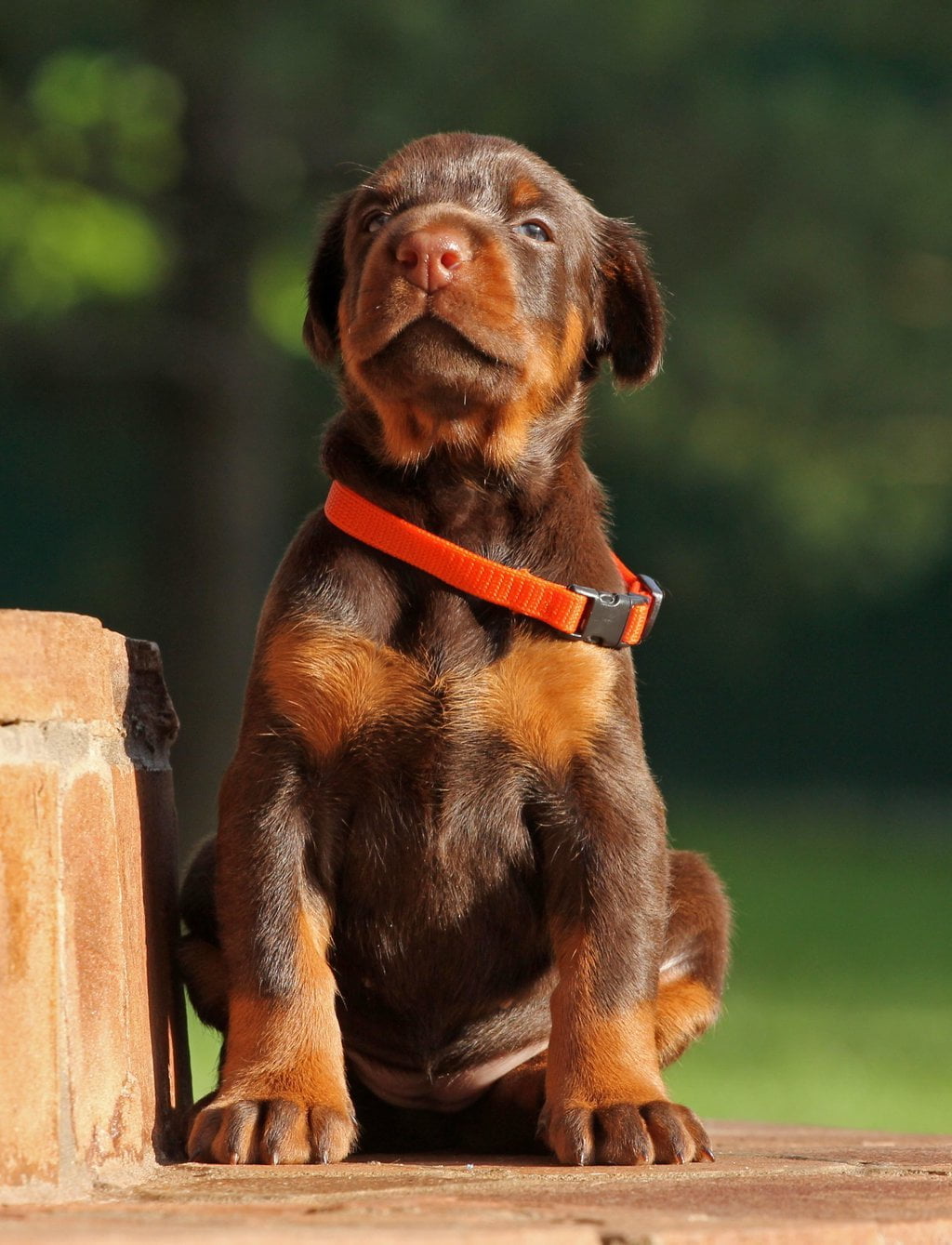 Red Doberman: Everything to Love About the Tough and Loyal Dog