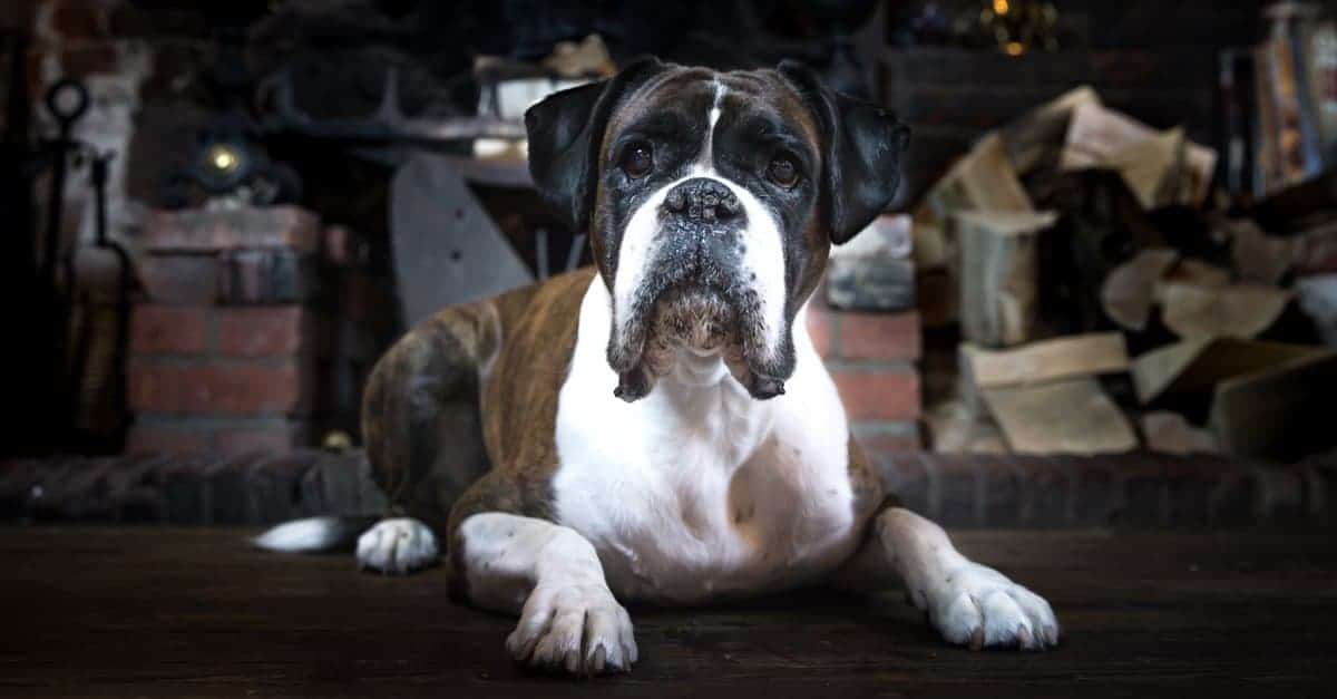 Brown Boxer: Pictures, Puppies and Mixed Breeds!