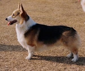 Tri Color Corgi: Everything You Must Know About the Adorable 3-Colored ...