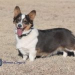Tri Color Corgi: Everything You Must Know About the Adorable 3-Colored ...