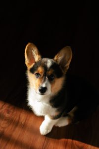 Tri Color Corgi: Everything You Must Know About the Adorable 3-Colored ...