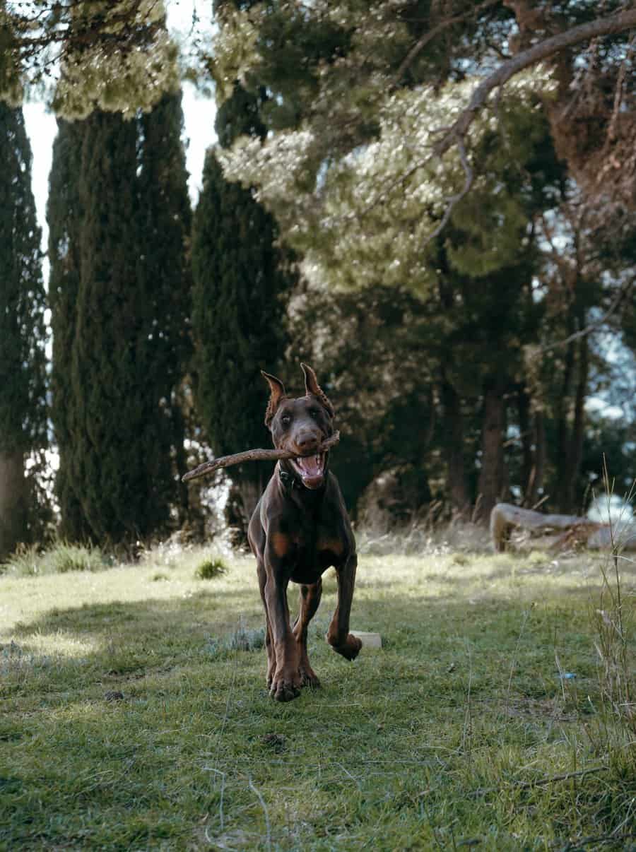 Chocolate Doberman: Loyal Family Dogs You'd Surely Love