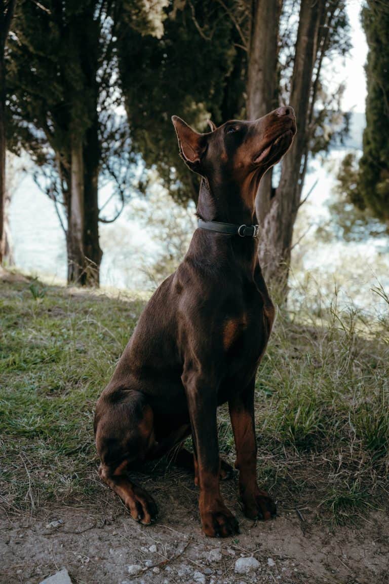 Chocolate Doberman: Loyal Family Dogs You'd Surely Love