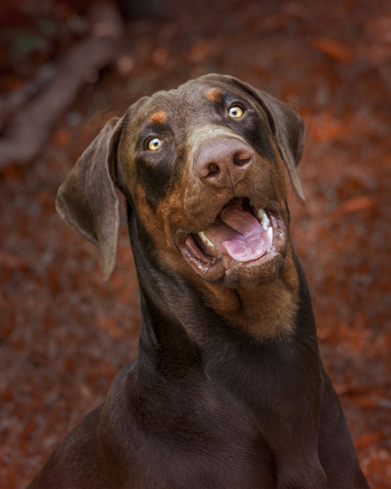Chocolate Doberman: Loyal Family Dogs You'd Surely Love