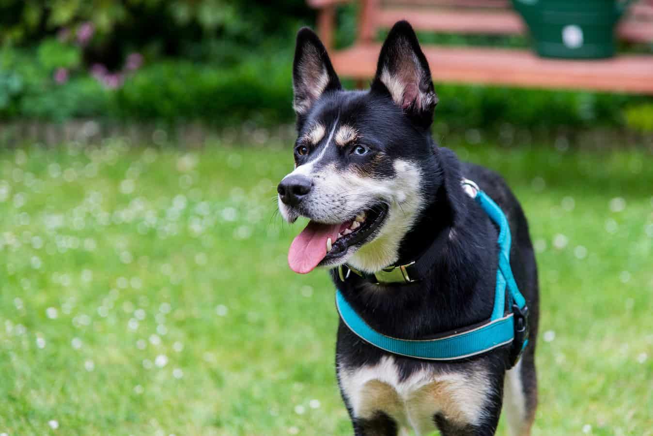 The Black Husky: Interesting Facts About This Dashing Breed