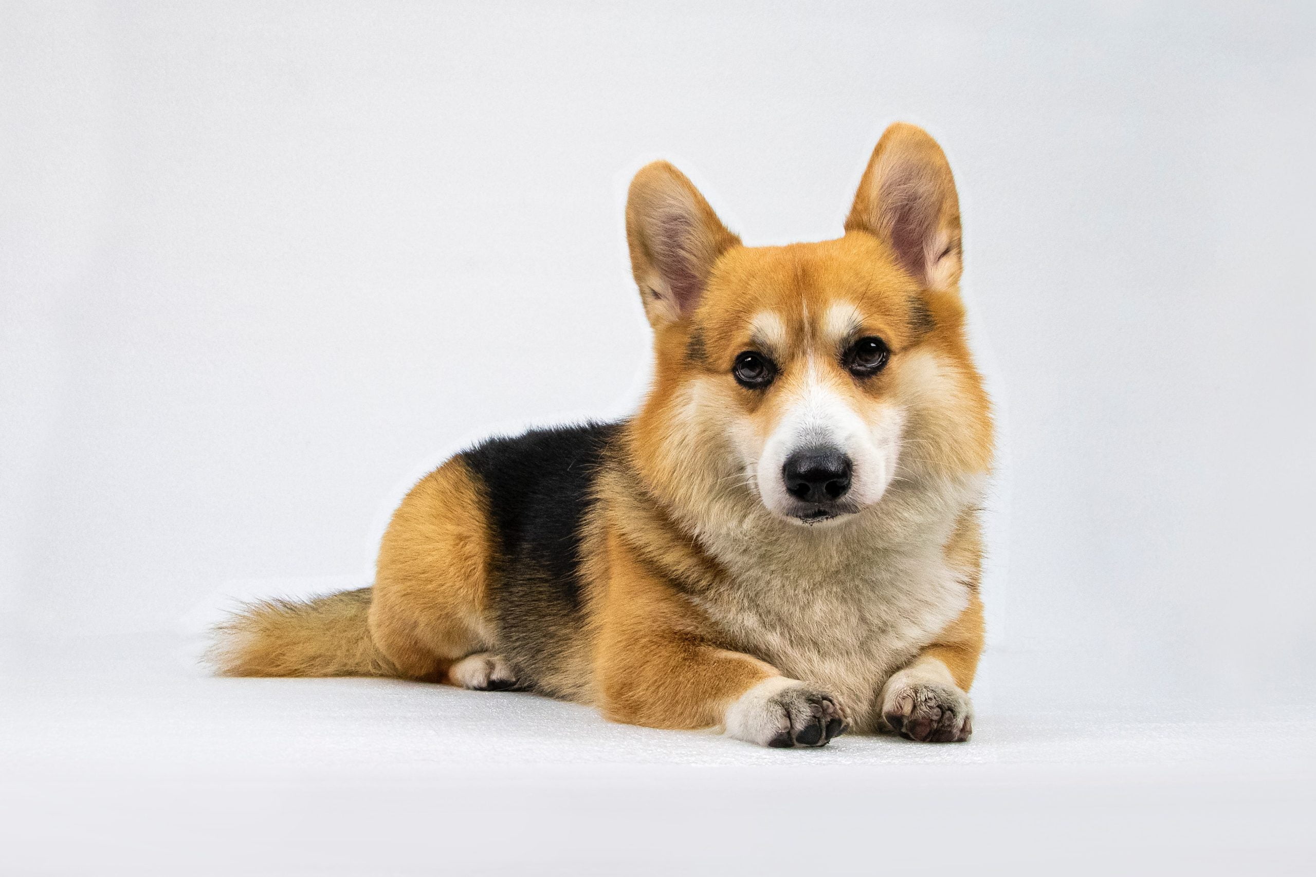 Tri Color Corgi: Everything You Must Know About the Adorable 3-Colored ...