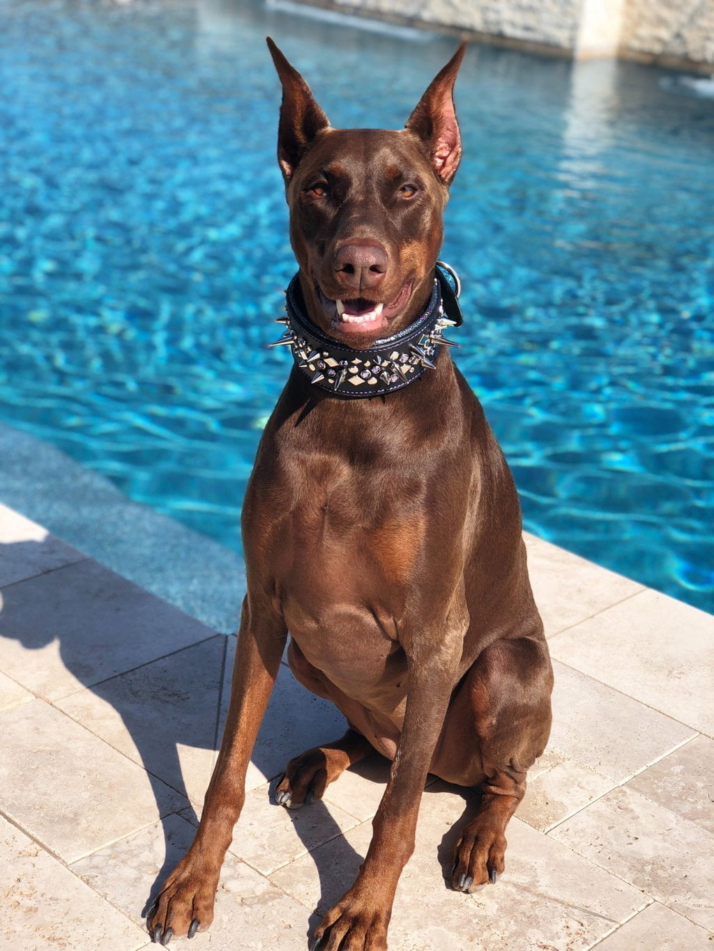 Red Doberman: Everything to Love About the Tough and Loyal Dog