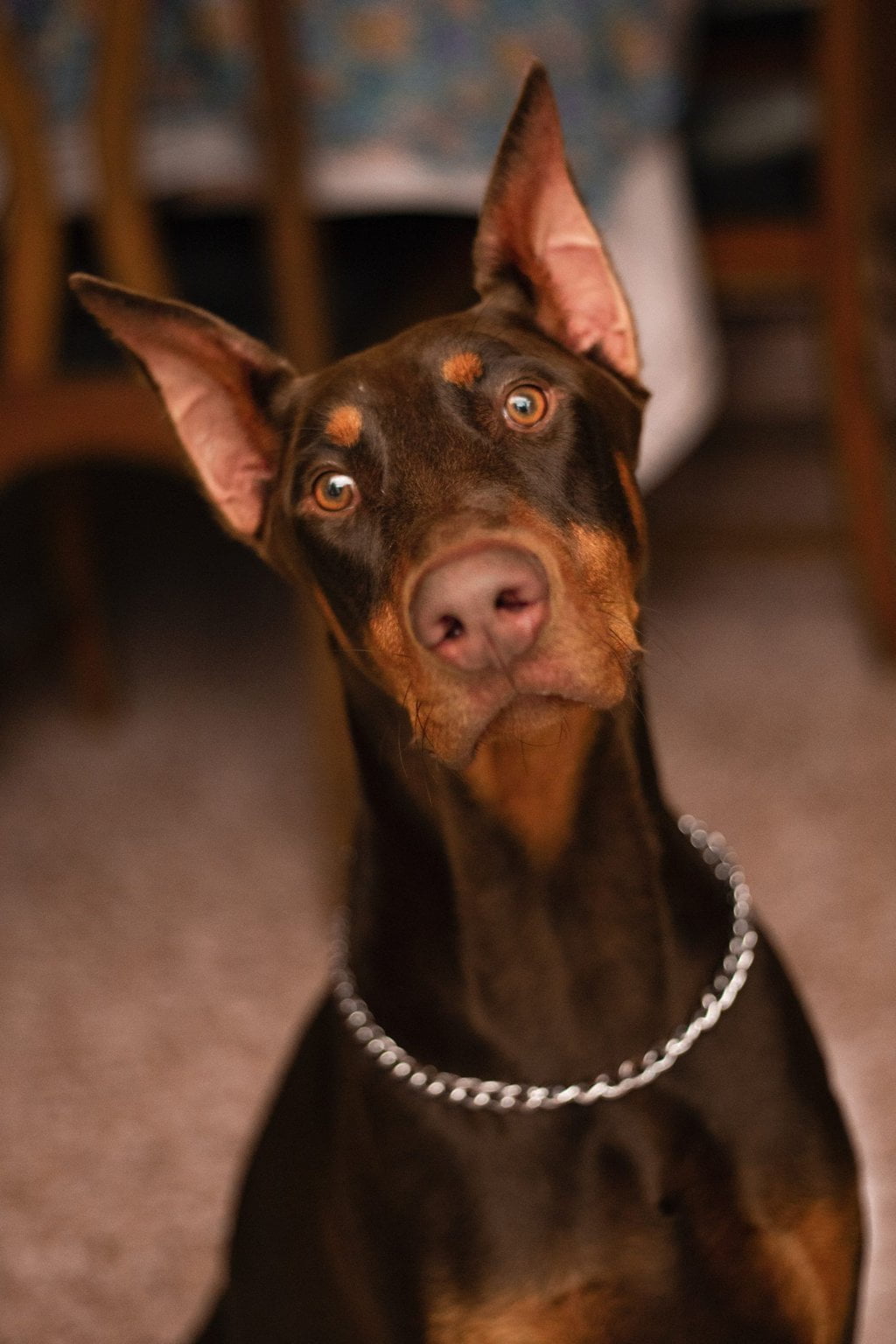 Red Doberman: Everything to Love About the Tough and Loyal Dog