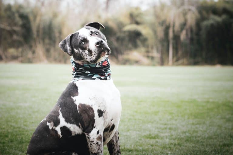Black and White Great Dane: Everything You Should Know About the World ...